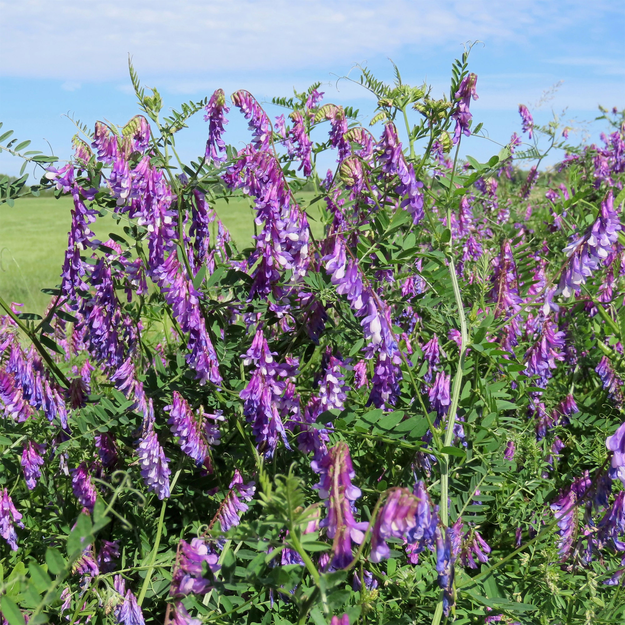 Hairy Vetch Seeds Legume Cover Crop Seed