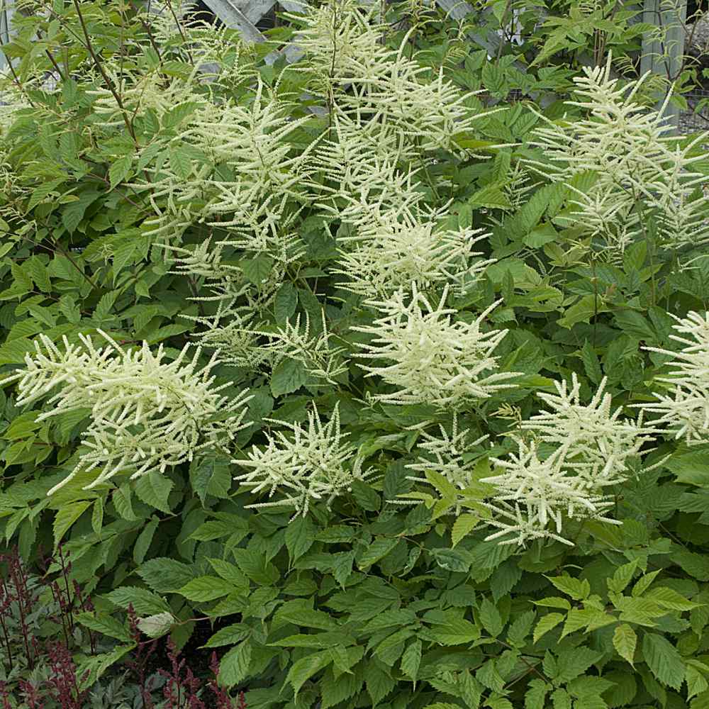 Aruncus Dioicus Seeds Goatsbeard Flower Seeds