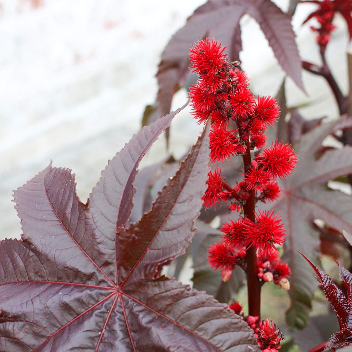 Castor Bean Seeds Ricinus Communis Gibsonii Flower Seed Castor Bean Seeds Ricinus Communis Gibsonii Flower Seed
