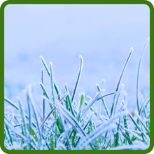 Rescape Seashore Paspalum Lawn Grass Seed