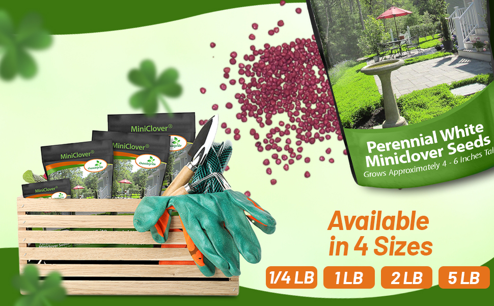 Miniclover® Seed For Planting No Mow Drought Tolerant Clover Lawns