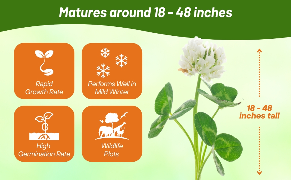 Berseem Clover Seeds For Deer Food Plots, Cover Crops