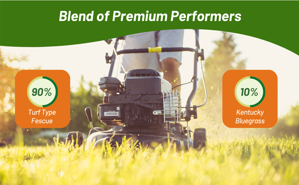 Showtime grass seed mix of fine fescue, Kentucky bluegrass, and ryegrass.