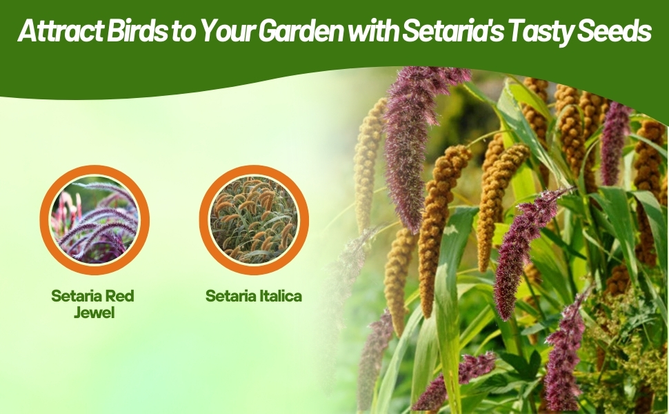 Original Package 30 Foxtail Millet Seeds Setaria Italica A Love Letter