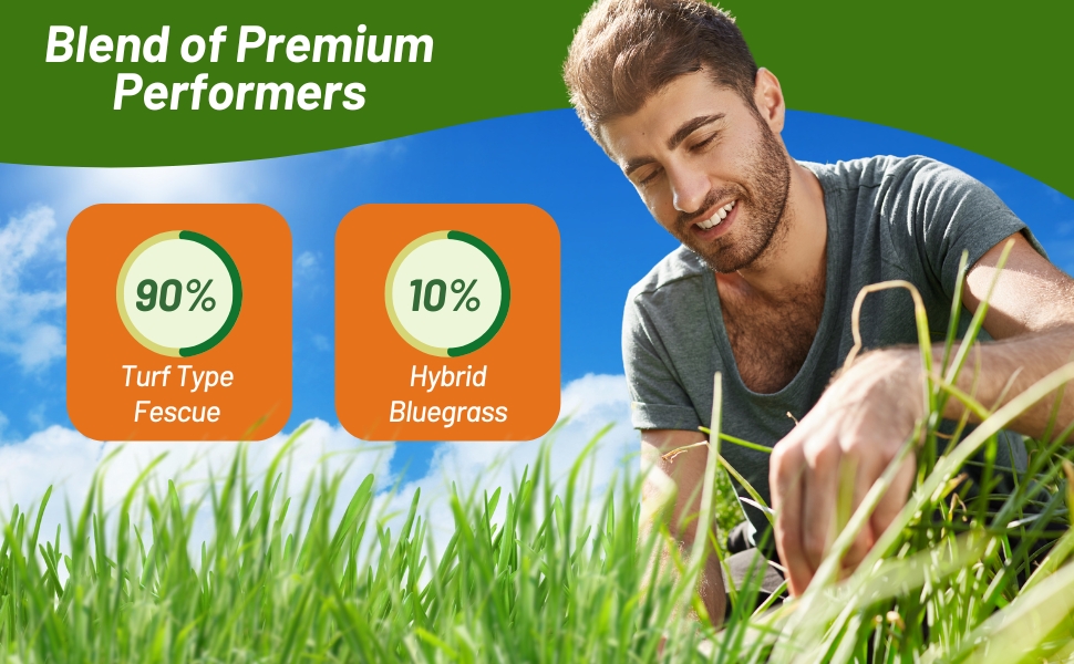 Showtime grass seed mix of fine fescue, Kentucky bluegrass, and ryegrass.