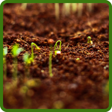 Showtime grass seed mix of fine fescue, Kentucky bluegrass, and ryegrass.