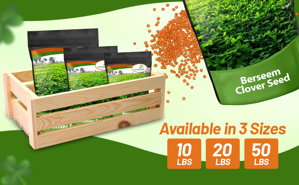 Berseem Clover Seeds For Deer Food Plots, Cover Crops