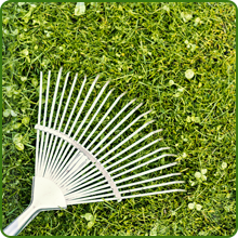 Xeriscape Grass Seed Mixture of Drought Tolerant Native Grasses