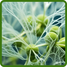 Fireball & Hattrick Grass Seed - Perennial Ryegrass Seed Blend