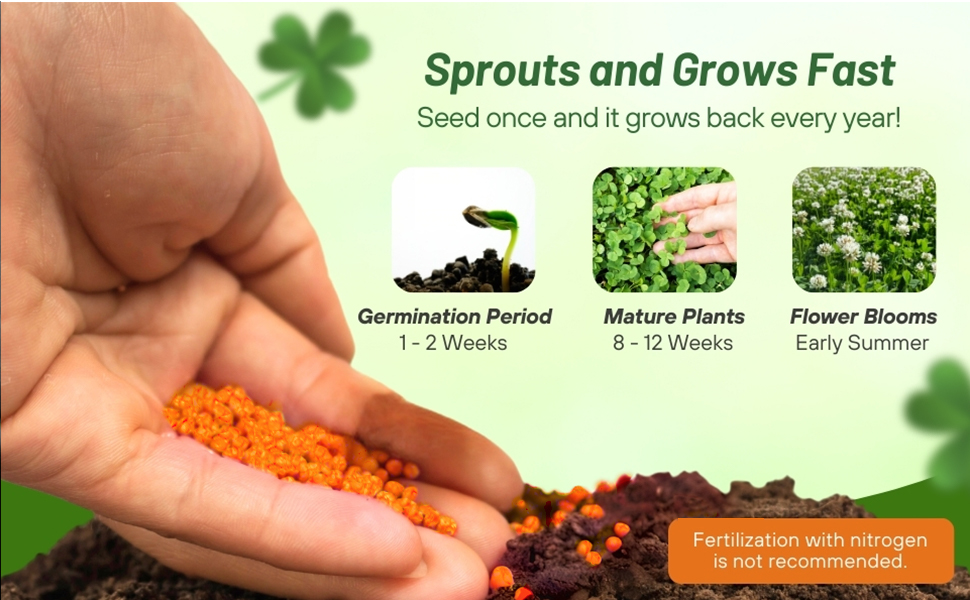 White Dutch Clover Seeds For Planting, Lawns, Erosion Control, Ground ...