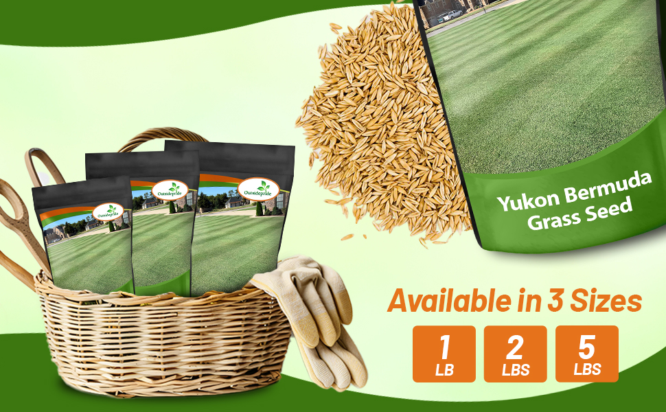 Maya (Blackjack II) Bermuda Lawn Grass Seed For Planting