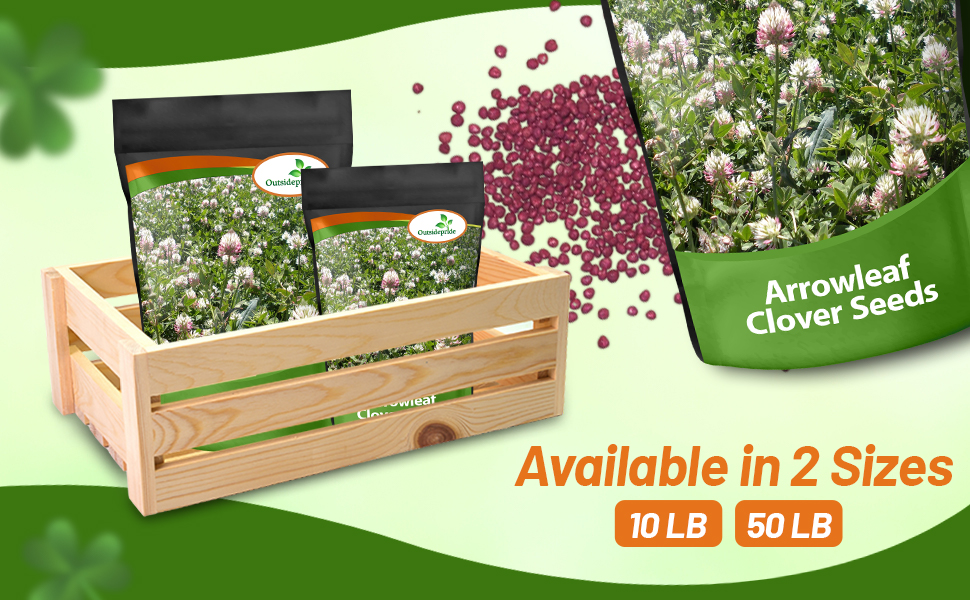 Arrowleaf Clover Seeds - Trifolium Vesiculusom