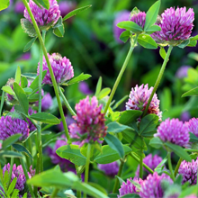 Red Clover Seeds - Trifolium Pratense Clover