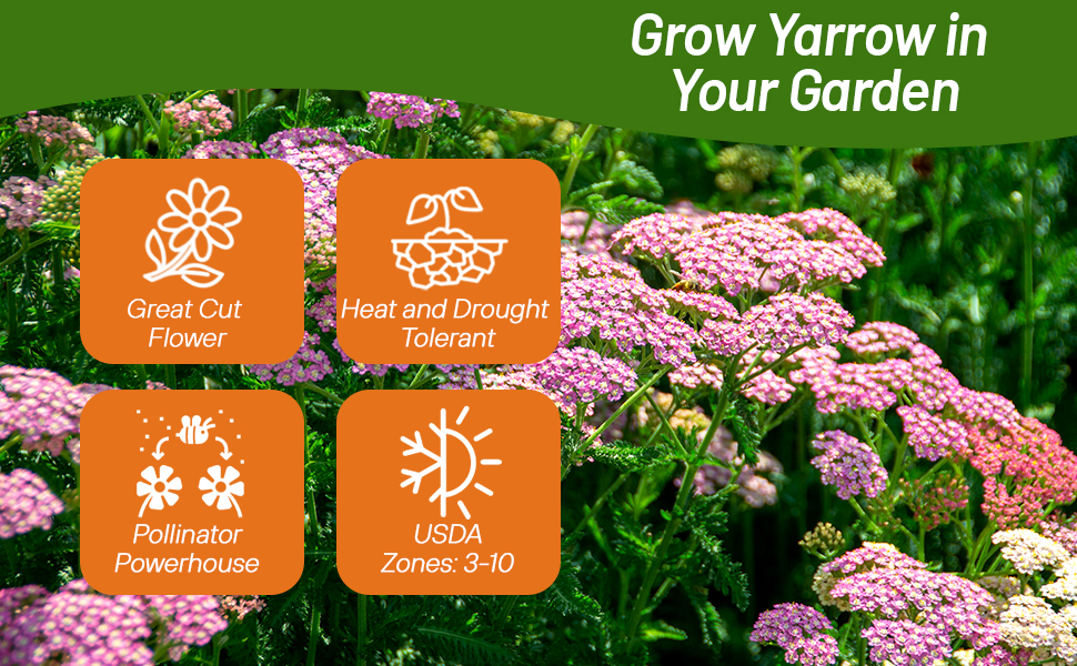 Achillea Drought Tolerant Yarrow Seeds For Dwarf Ground Cover Plants