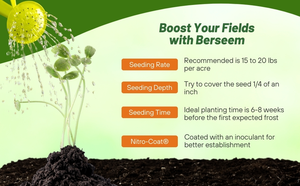 Berseem Clover Seeds For Deer Food Plots, Cover Crops