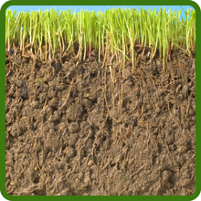 Showtime grass seed mix of fine fescue, Kentucky bluegrass, and ryegrass.