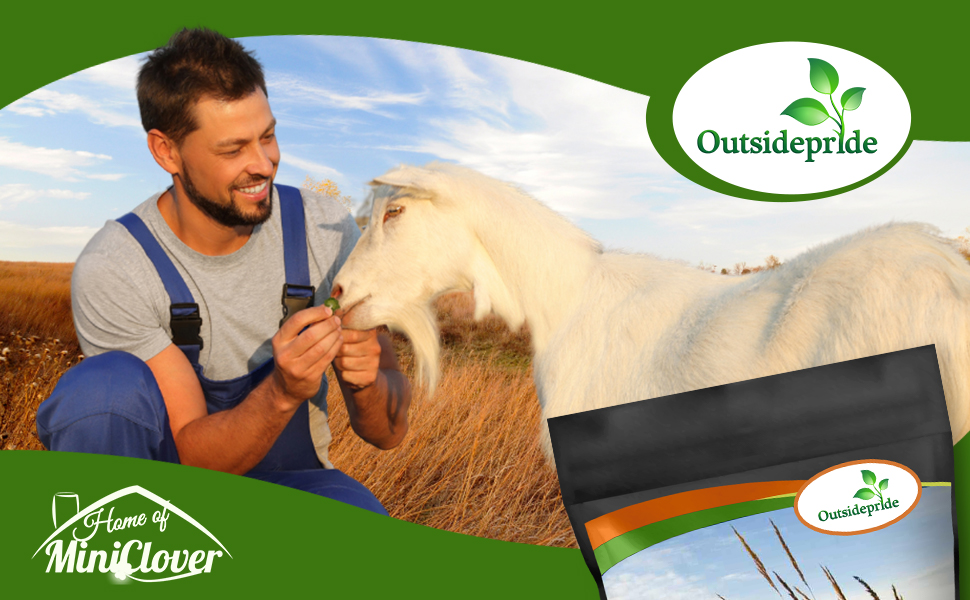 Tall Native Prairie Drought Tolerant Grass Seed Mix For Xeriscape Landcapes