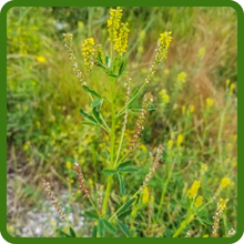 Drought Tolerant Bulk Yellow Sweet Clover Seeds - Great Pollinator