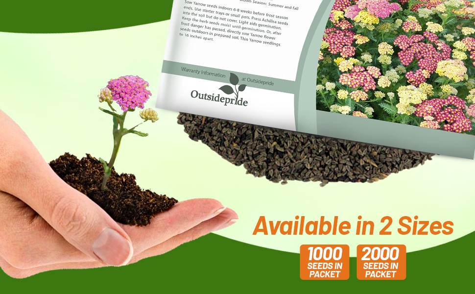 Achillea Drought Tolerant Yarrow Seeds For Dwarf Ground Cover Plants