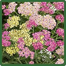 Achillea Drought Tolerant Yarrow Seeds For Dwarf Ground Cover Plants