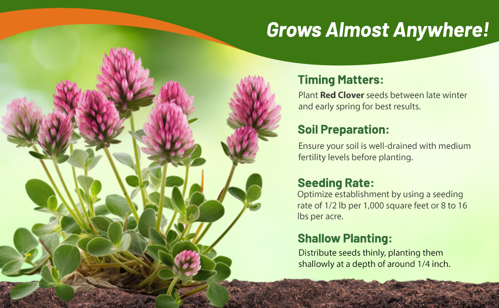 Red Clover Seeds - Trifolium Pratense Clover