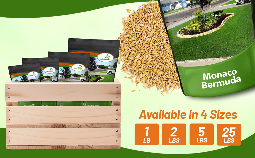 Maya (Blackjack II) Bermuda Lawn Grass Seed For Planting