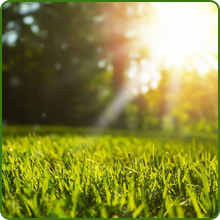 Xeriscape Grass Seed Mixture of Drought Tolerant Native Grasses