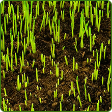 Yukon Drought Tolerant Bermuda Grass Golf Course, Lawn, Putting Green Seed