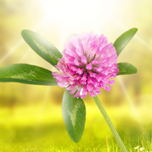 Red Clover Seeds - Trifolium Pratense Clover