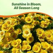 Golden Marguerite Daisy Drought Tolerant Anthemis Tinctoria Garden ...