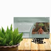 Asparagus Fern Meyeri Seeds - Asparagus Foxtail Flower Seed