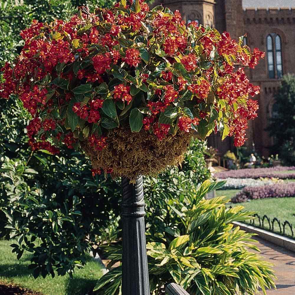 Red Dragon Wing Begonia