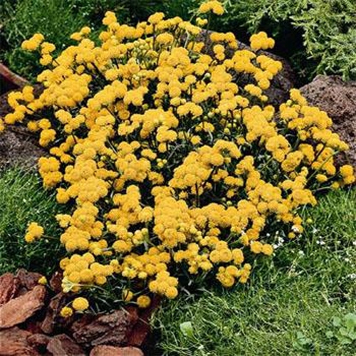 Yellow Ageratum Seeds - Lonas Inodora Flower Seeds