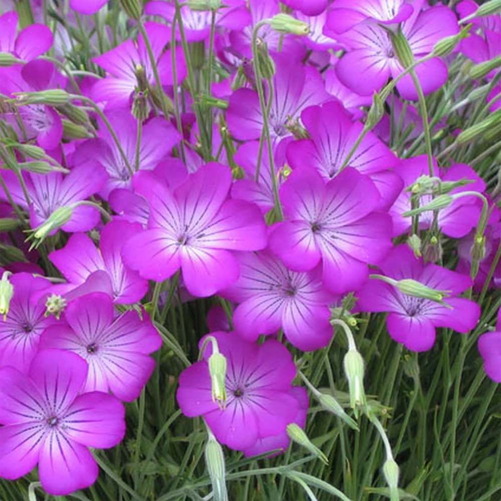Agrostemma Seeds - Githago Milas (Rose) Flower Seed