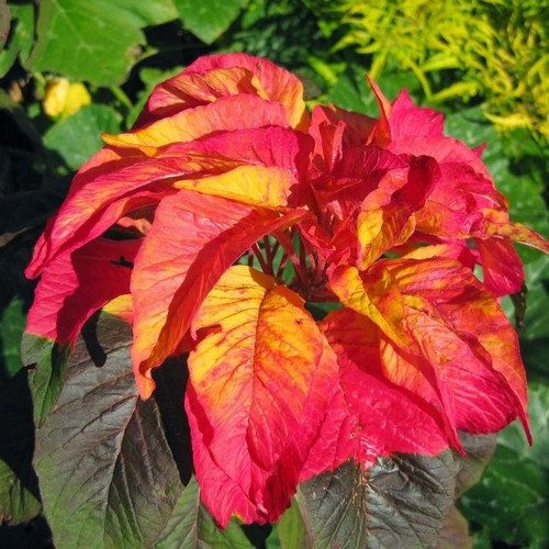 Drought Resistant Amaranthus Illumination Garden Flower Plant Seed