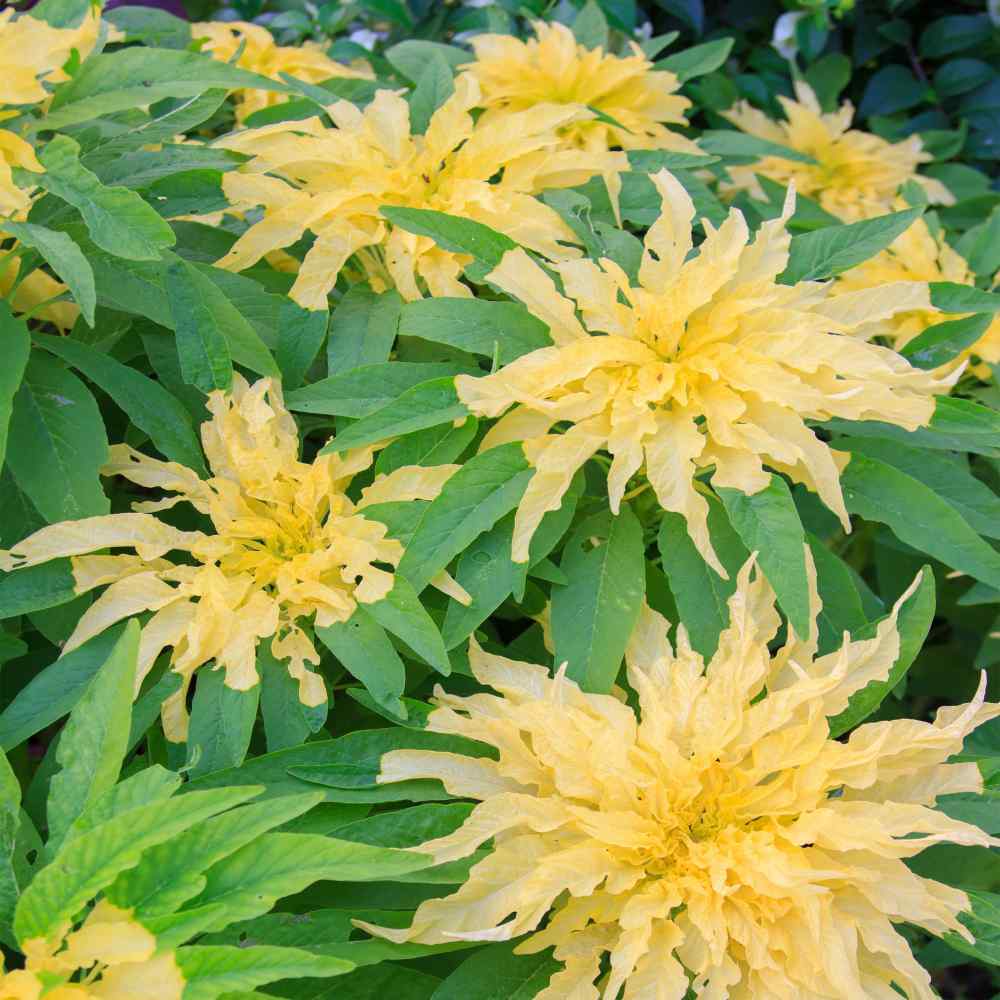 Amaranthus Seeds - Amaranthus Tricolor Yellow Flower Seed