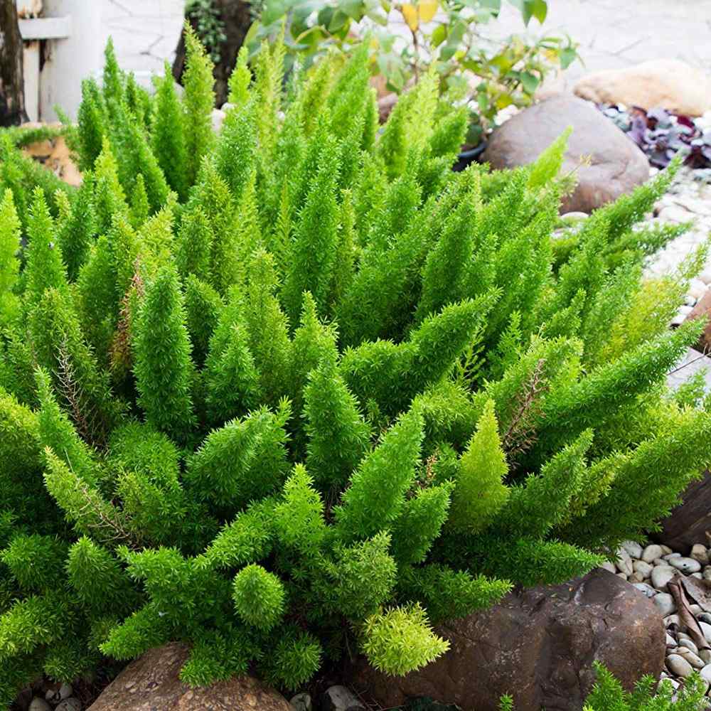 Foxtail Fern | ubicaciondepersonas.cdmx.gob.mx Foxtail Fern | ubicaciondepersonas.cdmx.gob.mx