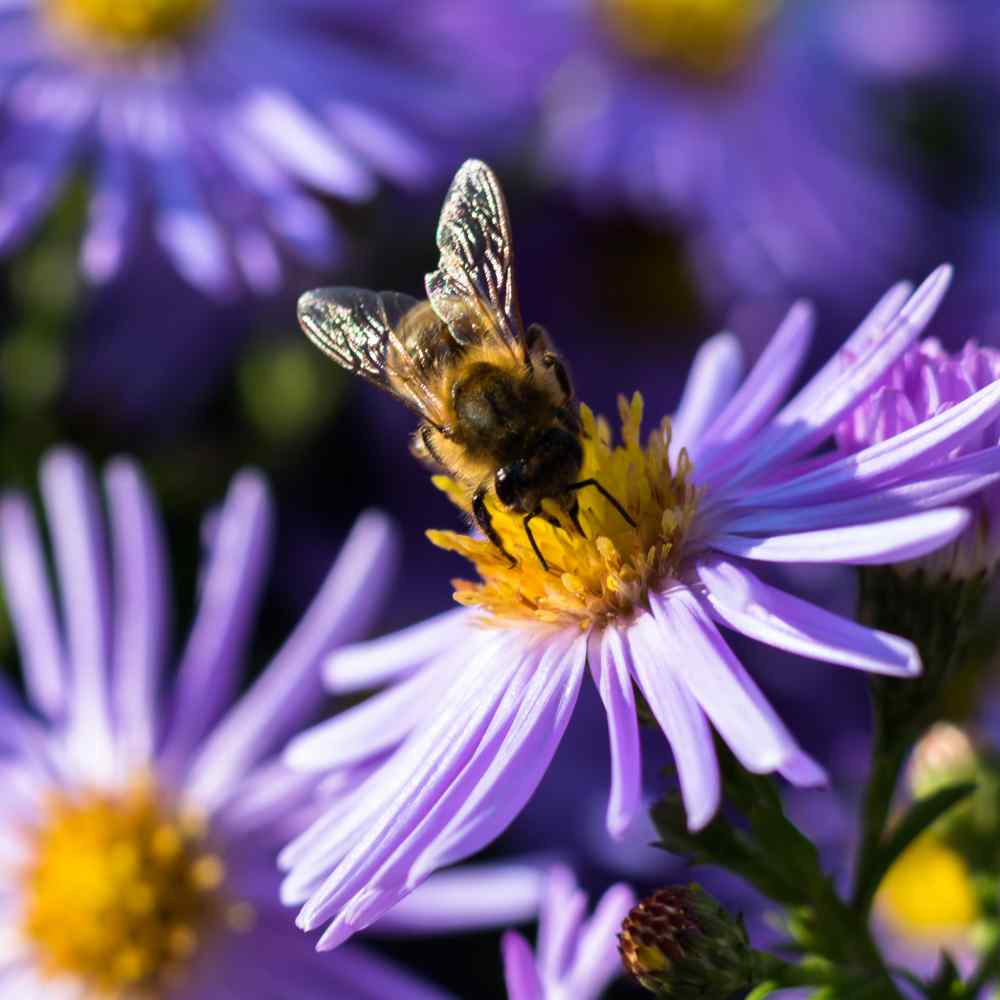 Aster Seed - Aster Alpinus Blue Flower Seeds