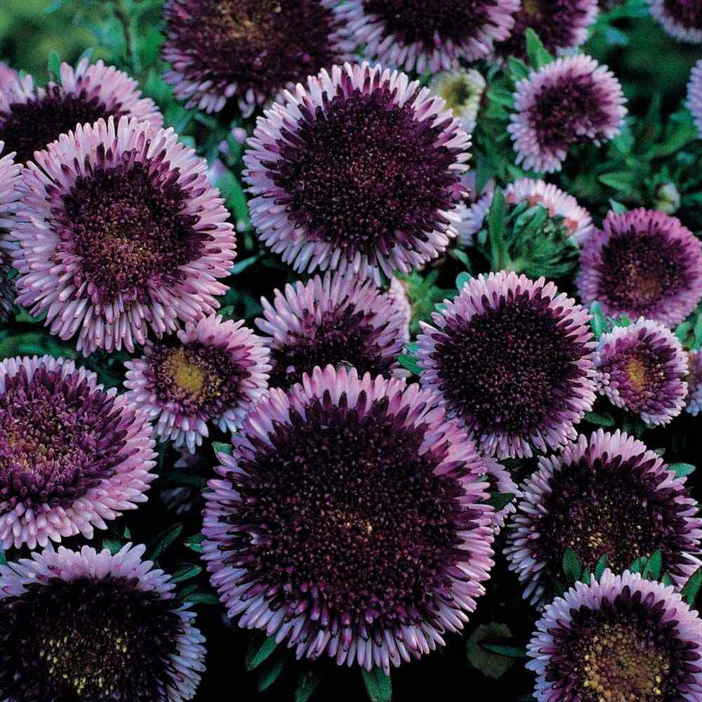 Aster Seeds - Aster Callistephus Tall Pompon Blue Moon Flower Seed