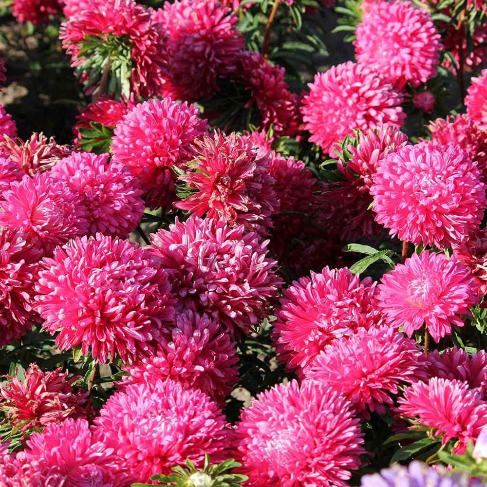 Aster Seeds - Aster Callistephus Gremlin Dark Rose Flower Seed