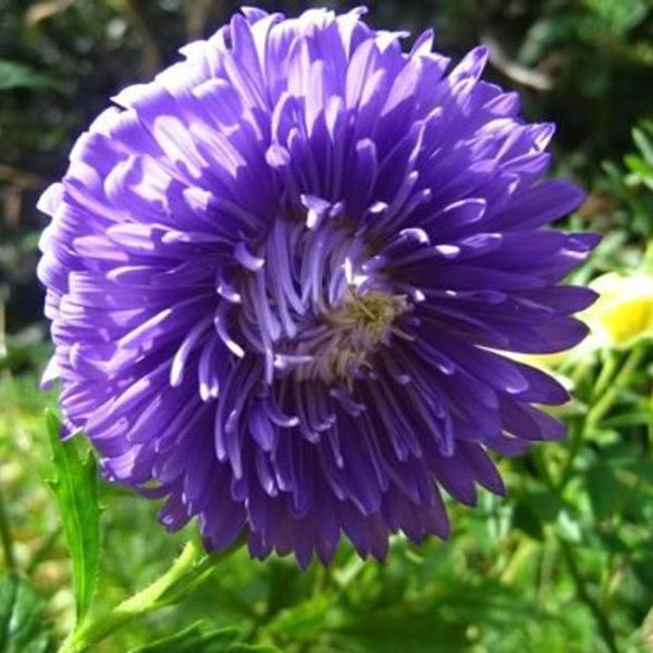 Deep Blue Aster Flower | Best Flower Site