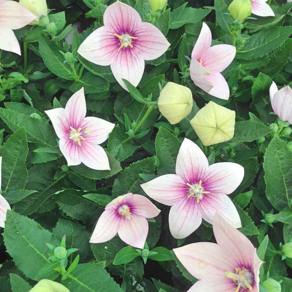 Balloon Flower Seed - Platycodon Grandiflora Rose Flower Seeds