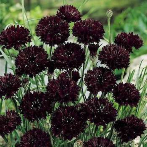 Cornflower Seeds - Centaurea Cyanus Black Ball Flower Seed
