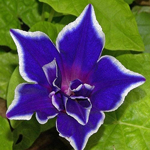 Morning Glory Seeds - Ipomoea Nil Blue Picotee Flower Seed