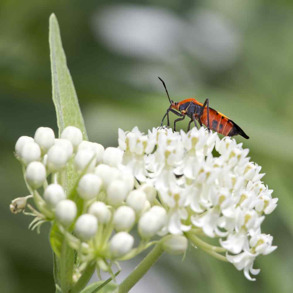 Swamp Milkweed Seed - Asclepias Incarnata White Flower Seeds