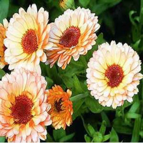 Calendula Seed - Calendula Officinalis Pink Surprise Flower Seeds