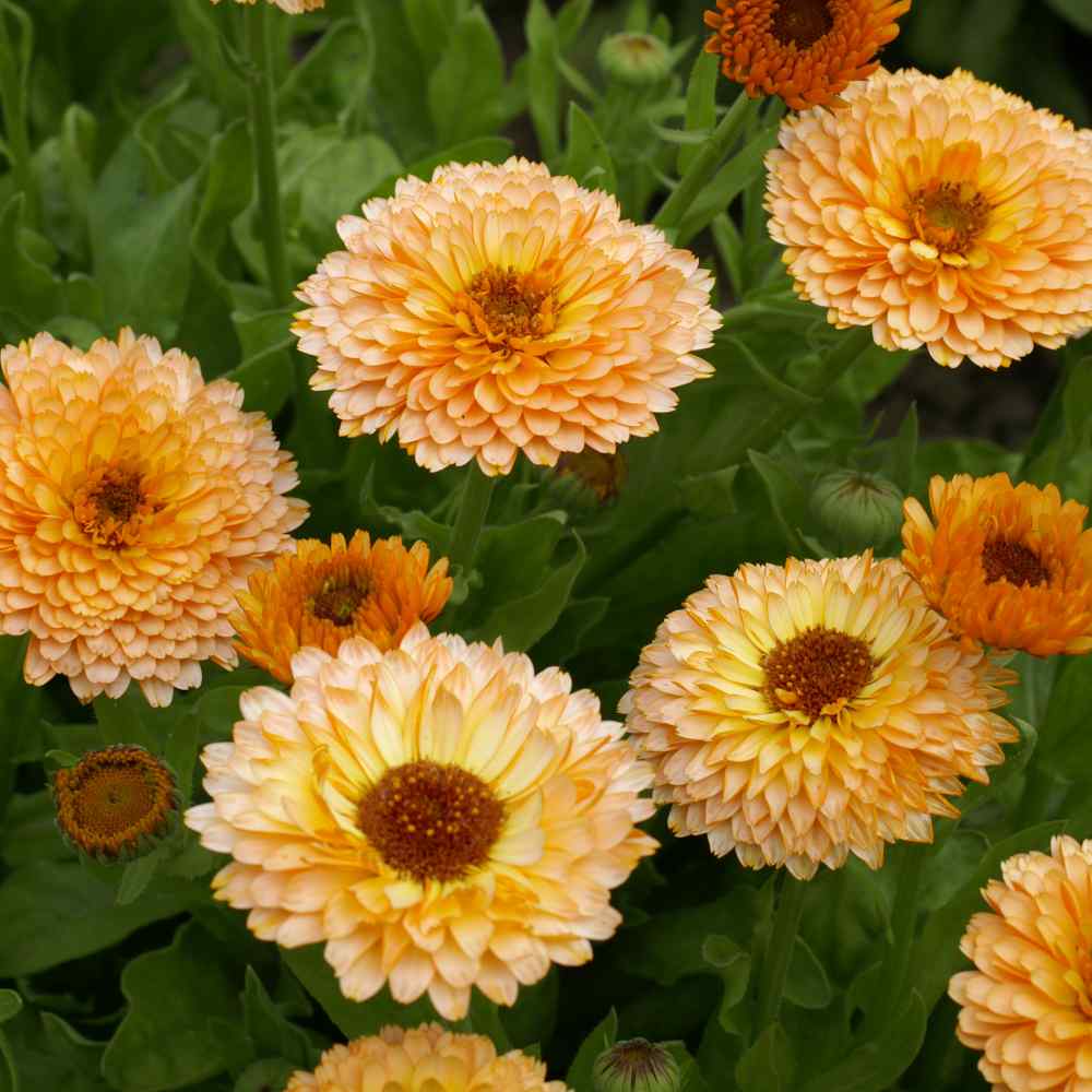 Drought Resistant Calendula Officinalis Pink Surprise Garden Flower ...