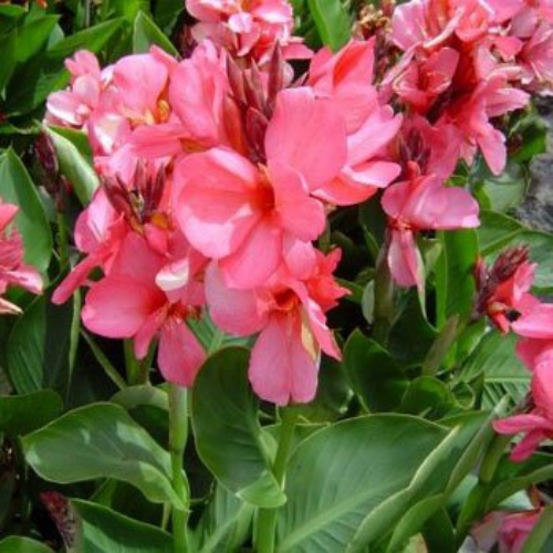 Rose Canna Flower Seeds - Quality Canna Seeds
