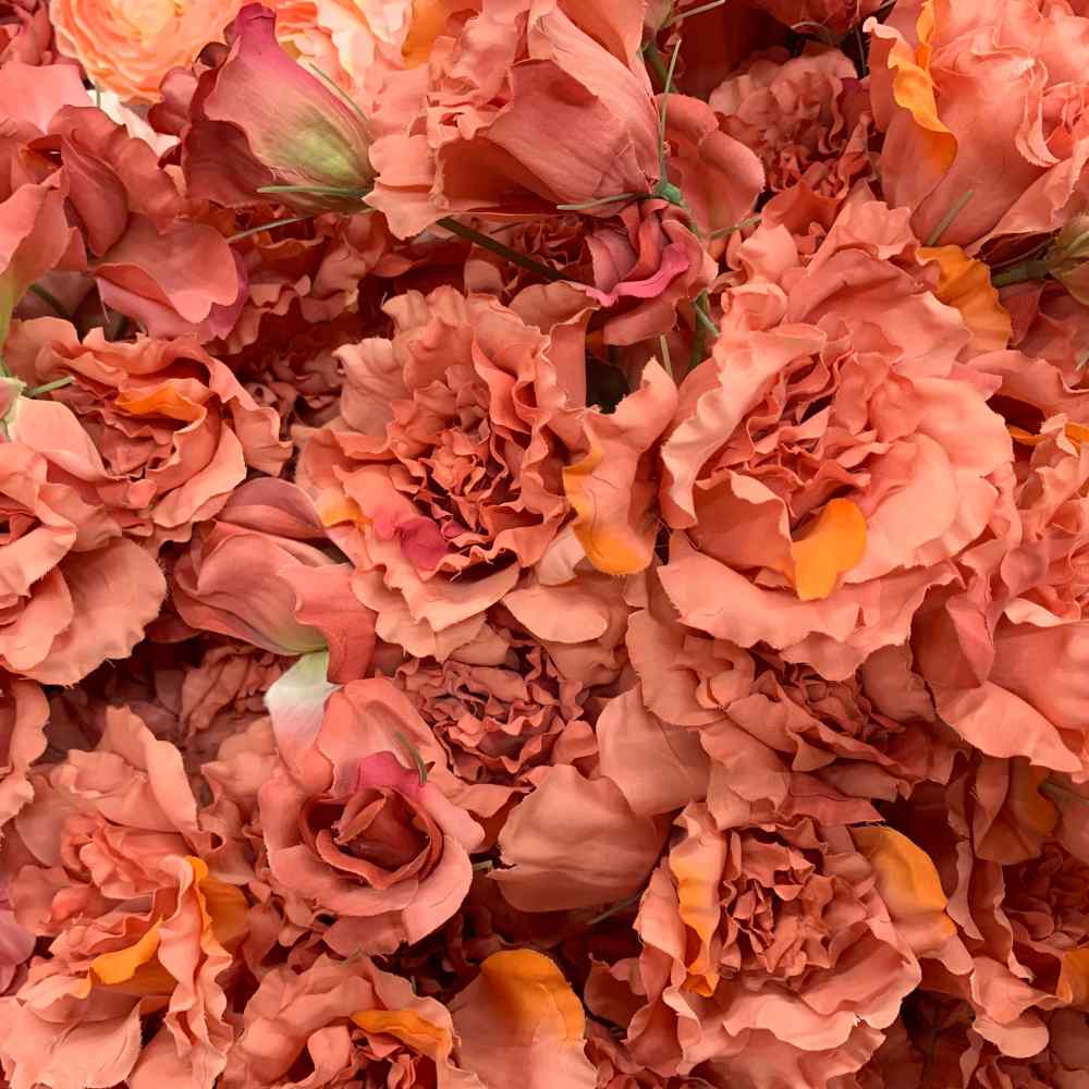 Carnation Seeds - Dianthus Caryophyllus Chabaud Orange Flower Seed