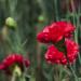 Carnation Seeds - Dianthus Carophyllus Grenadin Scarlet Flower Seed